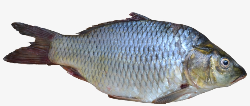 Download Free High-quality - See Fish Png PNG Image | Transparent PNG ...