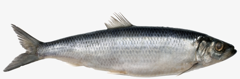 Pickled Herring Fish Vector PNG Image | Transparent PNG Free Download ...