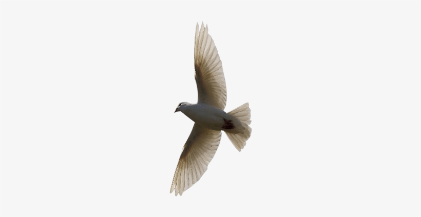 Download Flying Bird Png Image - Flying Bird Transparent Background ...