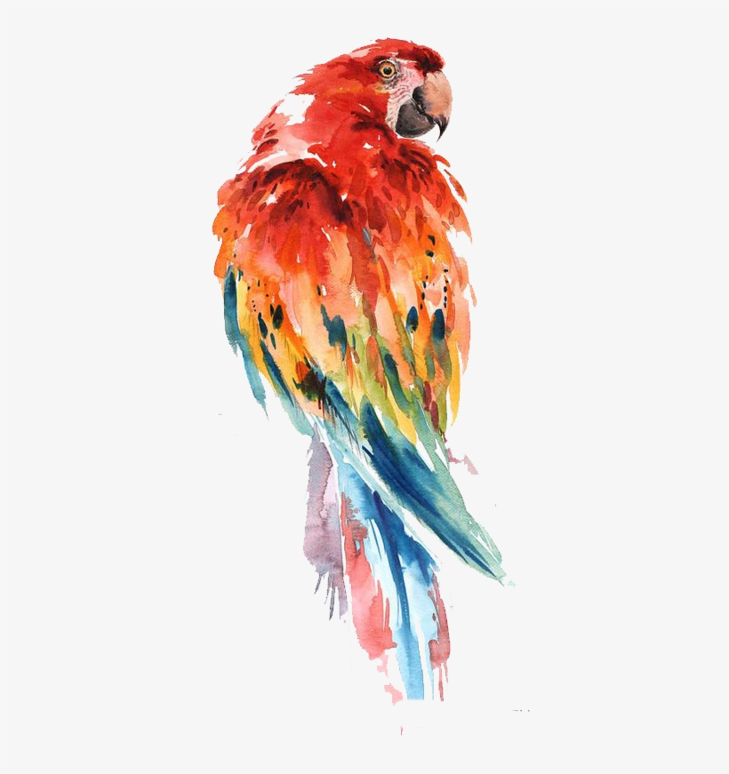Parrot Watercolor Painting Bird Drawing Art - Parrot Watercolor PNG ...