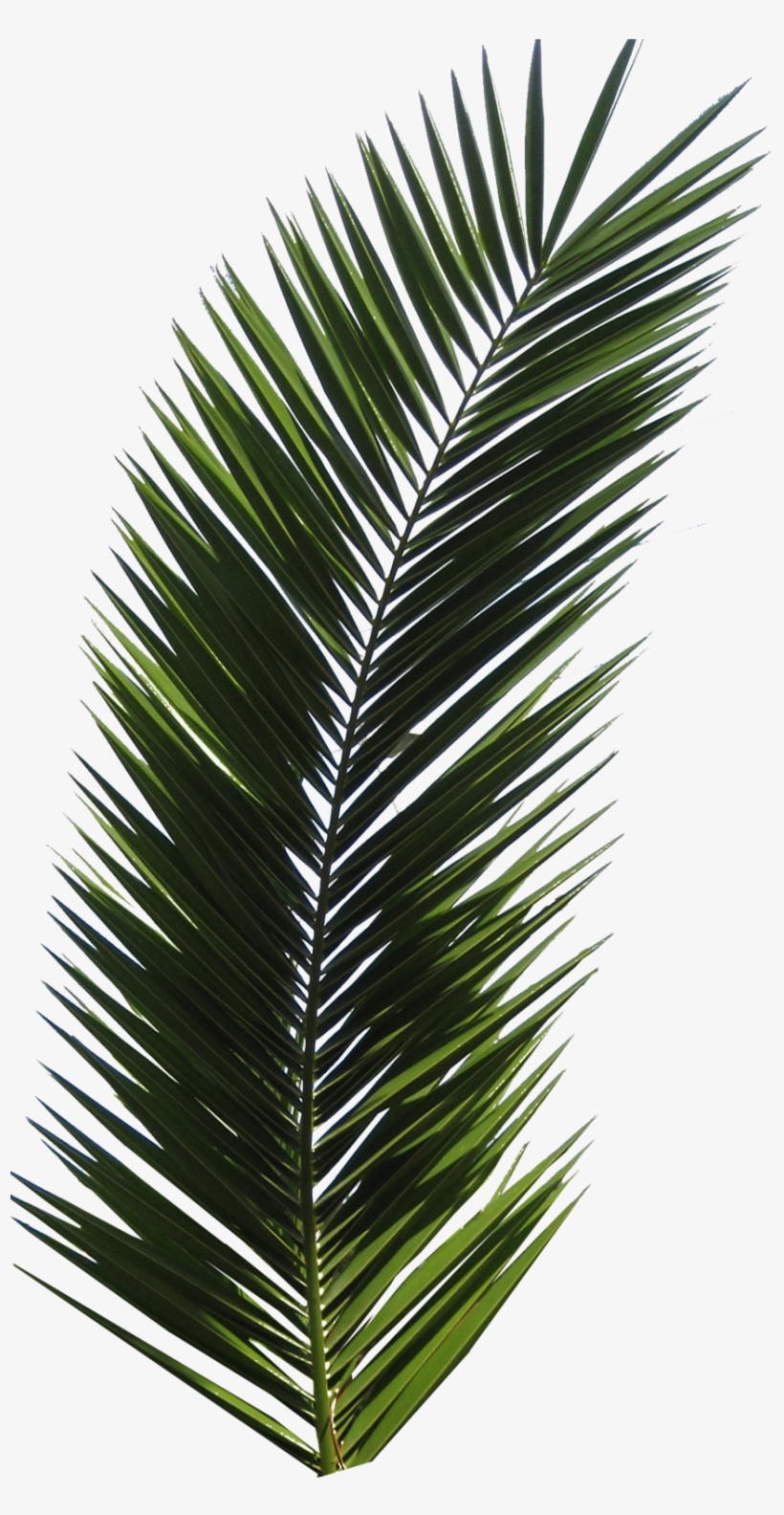 Palm Tree Leaf Transparent PNG Image | Transparent PNG Free Download on ...