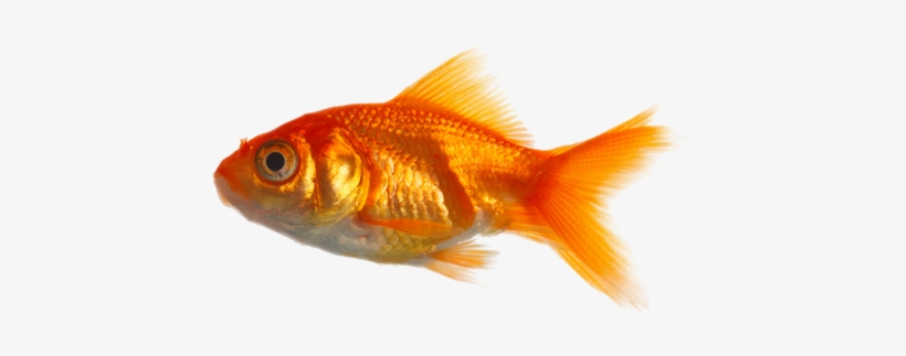 Real Fish Png Image - Real Fish Png PNG Image | Transparent PNG Free ...