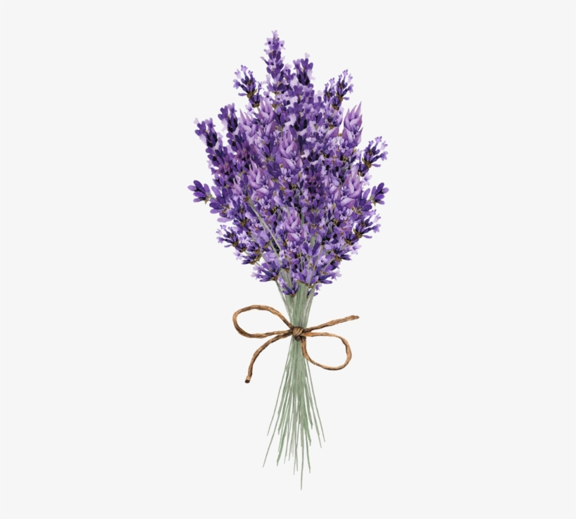 Lavanda .png PNG Image | Transparent PNG Free Download on SeekPNG