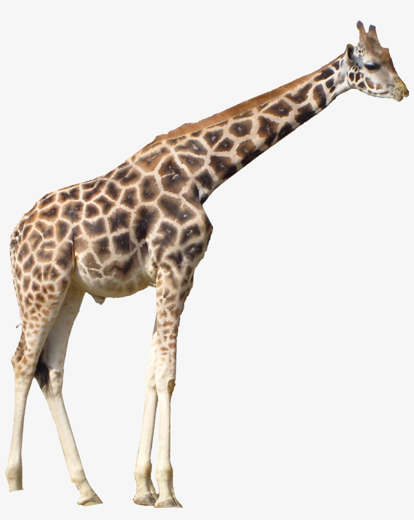 Giraffe Png PNG Image | Transparent PNG Free Download on SeekPNG