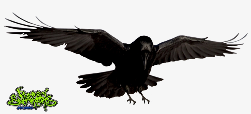 By Donkeysneakers On Deviantart - Raven Png PNG Image | Transparent PNG ...