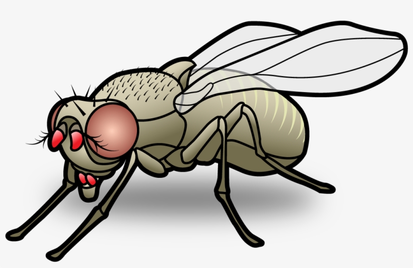 Download Fly Cartoon Png | Transparent PNG Download | SeekPNG