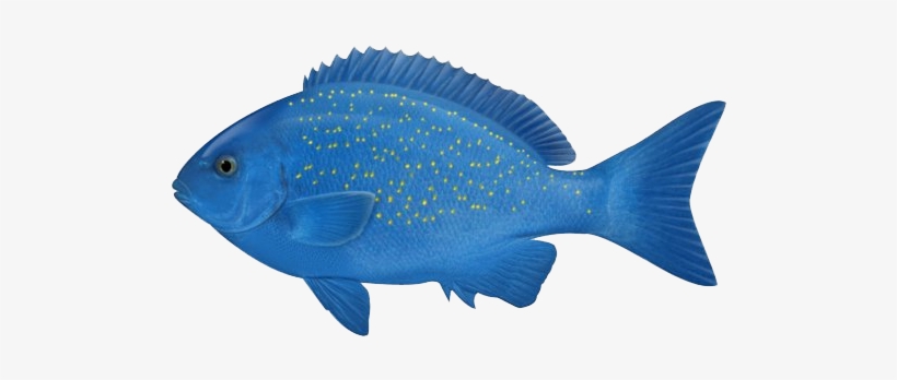 Download Ocean Fish Png Photos - Ocean Fish Png | Transparent PNG ...