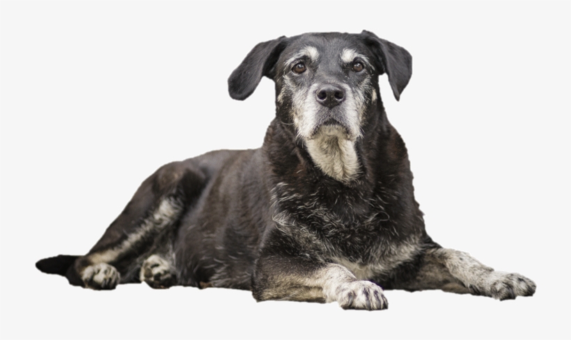 Download Senior Dog Food - Senior Dog Png | Transparent PNG Download ...
