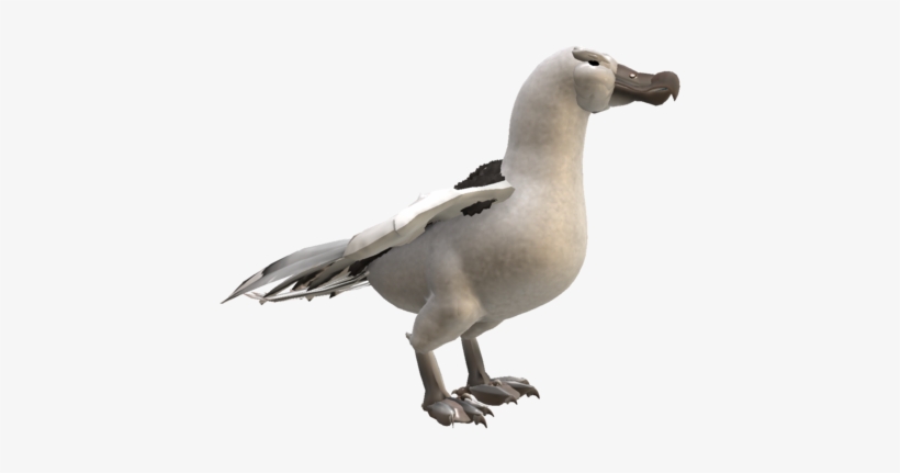 Albatross Png Hd - Albatross Png PNG Image | Transparent PNG Free ...