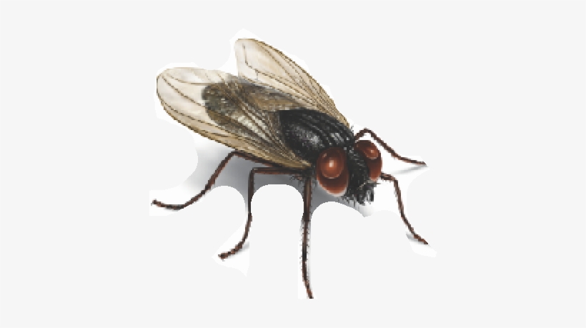 Fly - House Fly PNG Image | Transparent PNG Free Download on SeekPNG