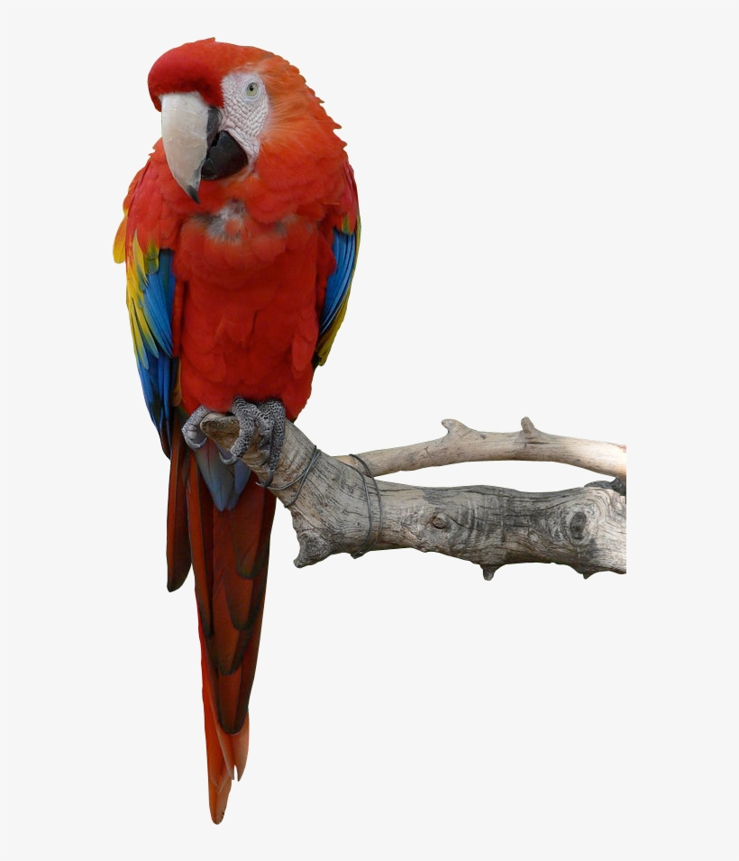 Go To Image - Red Parrot Png PNG Image | Transparent PNG Free Download ...