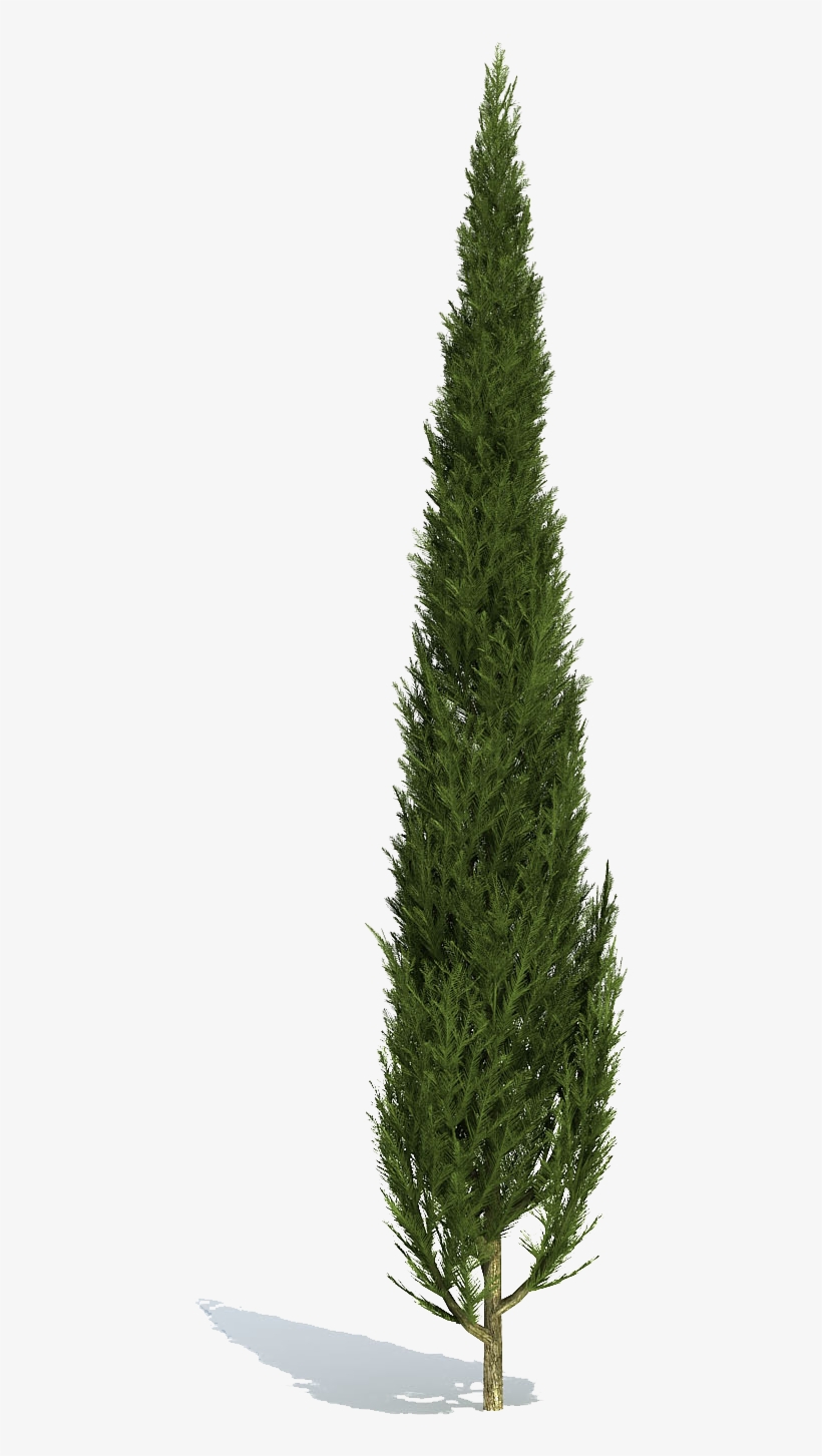 Cutout Plant Shrub Landscape Architecture, Landscape - Cypress Tree Png ...