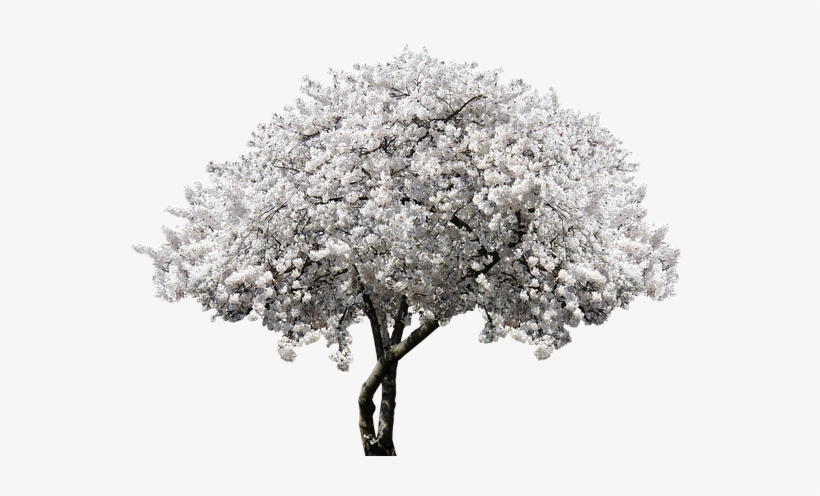 Flower Tree Png Pic | Best Flower Site