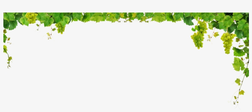 Vine Grapes Png Border PNG Image | Transparent PNG Free Download on SeekPNG