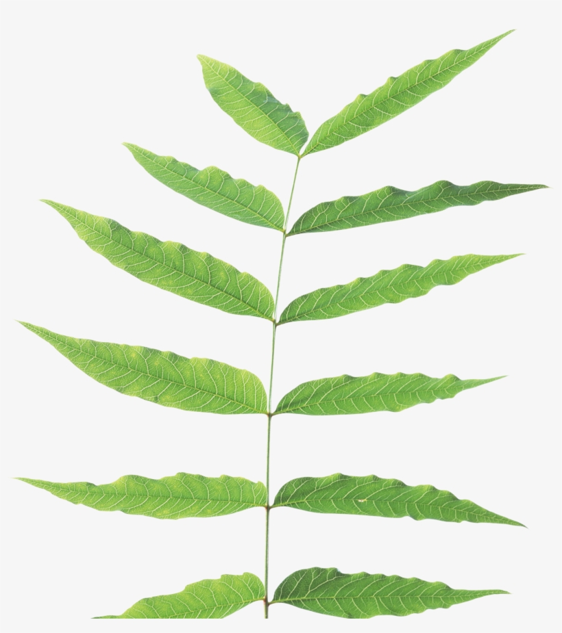 Download Stem Of A Plant Png Transparent Stem Of A Plant - Plant Stem ...