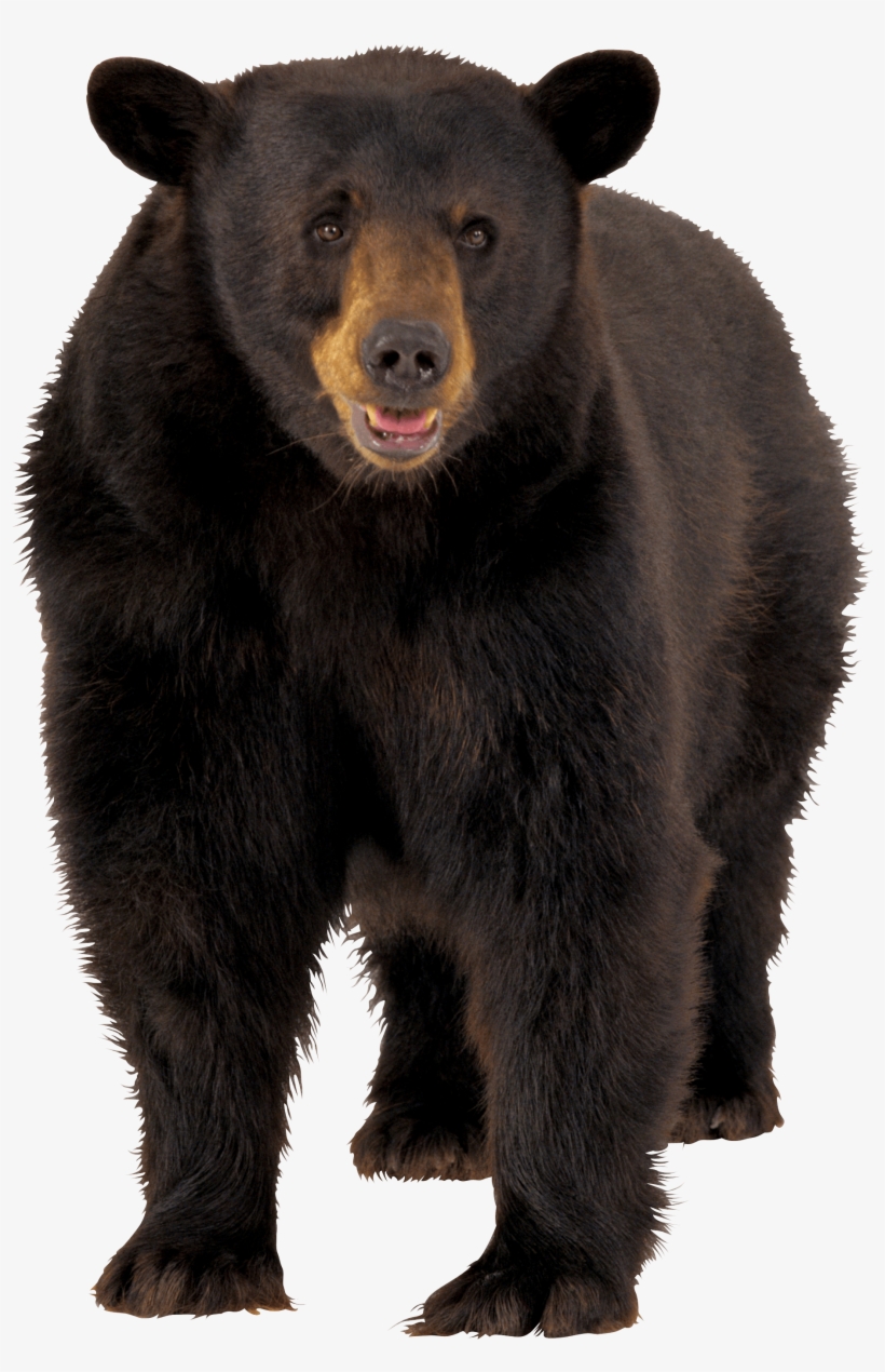 Bear Png Free Download - Bear Transparent PNG Image | Transparent PNG ...