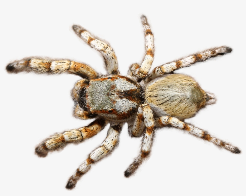 Free Png Spider Png Images Transparent - Spider Scary Transparen PNG ...