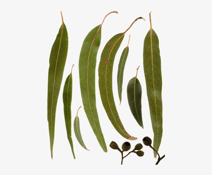 Australian Gum Leaves And Gumnuts - Australian Gum Tree Leaves PNG ...