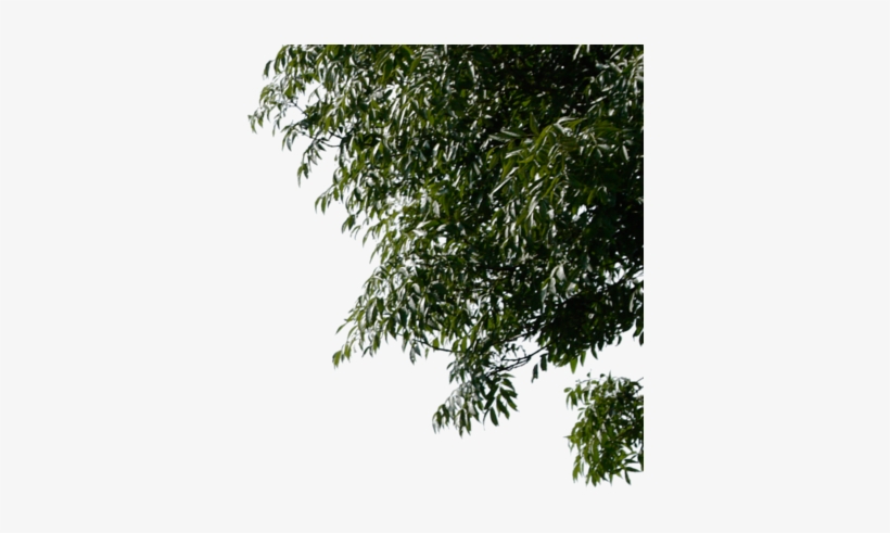 Tree Leaves PNG Images | PNG Cliparts Free Download on SeekPNG