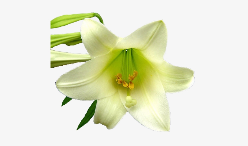 Lily Flower Transparent Image - Lilies Png Transparent PNG Image ...