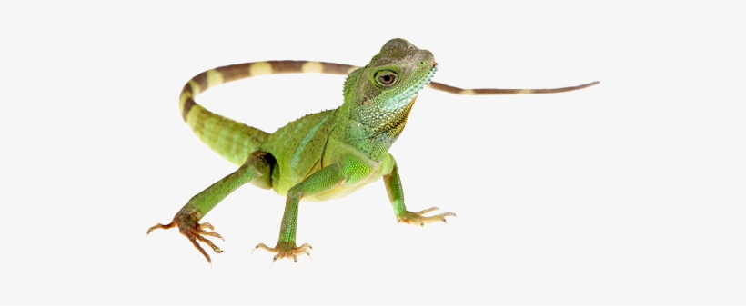 Download Lizard Png Hd - Lizard Png | Transparent PNG Download | SeekPNG