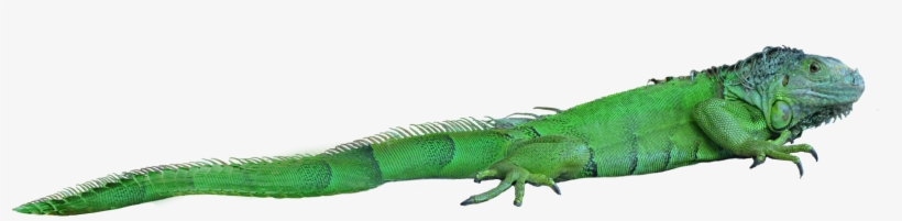 Download Lizard Png - Transparent Background Reptile Png | Transparent ...