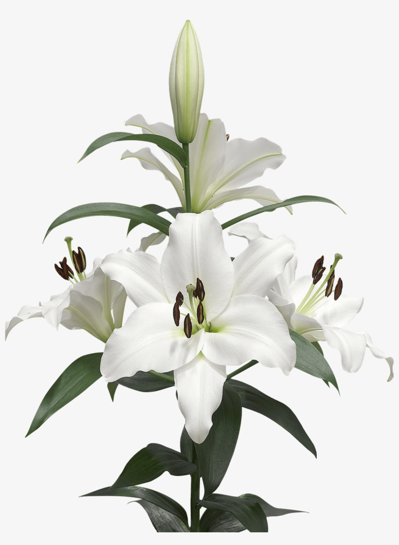 Lilies Background - Lilies Transparent PNG Image | Transparent PNG Free ...