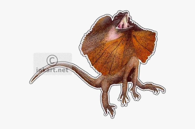Frill-necked Lizard Decal - Frill Neck Lizard Art PNG Image ...