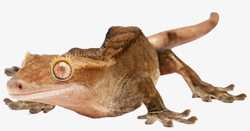 Lizard Png - Transparent Background Gecko Png PNG Image | Transparent ...