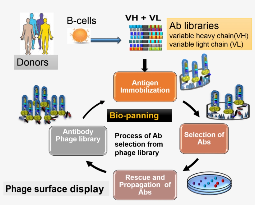Overview Of Antibody Library Production And Selections - Naive Antibody ...