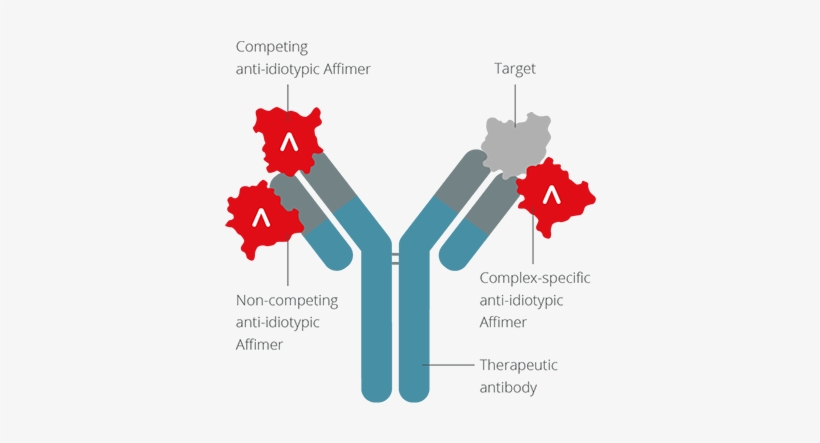 During The Process Of Therapeutic Antibody Development, - Diagram PNG ...