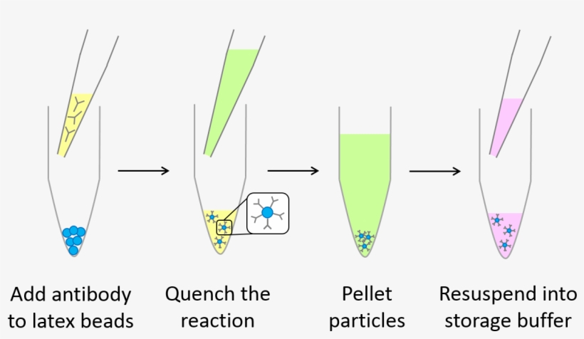 Expedeon's Latex Bead Conjugation Process - Latex Bead PNG Image ...
