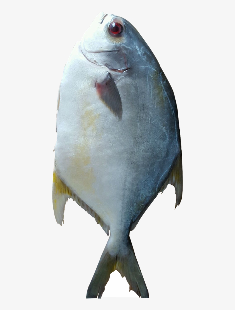 Halibut PNG Image | Transparent PNG Free Download on SeekPNG