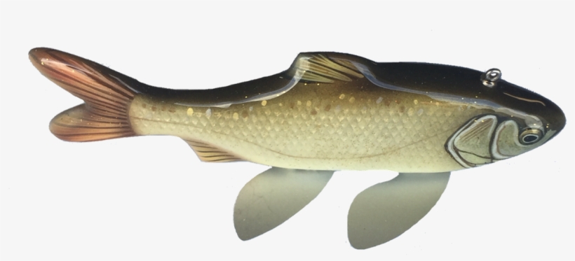 Melosh Fishing Lures - Carp PNG Image | Transparent PNG Free Download ...