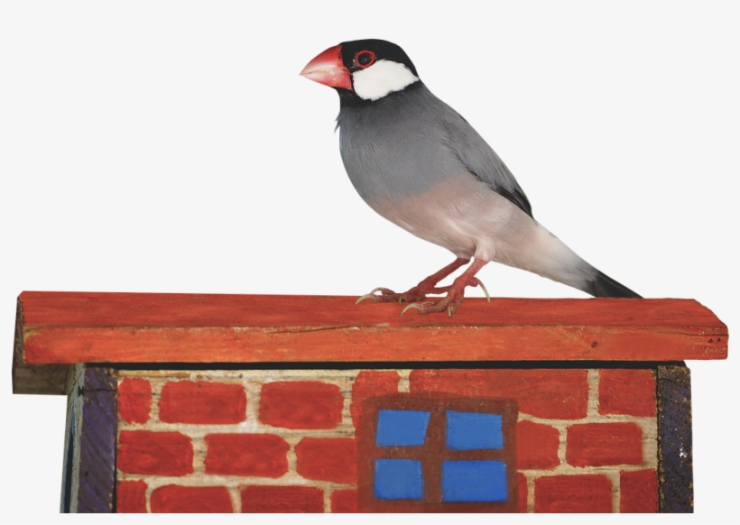Png Java Sparrow Sparrow - Java Birds Png PNG Image | Transparent PNG ...