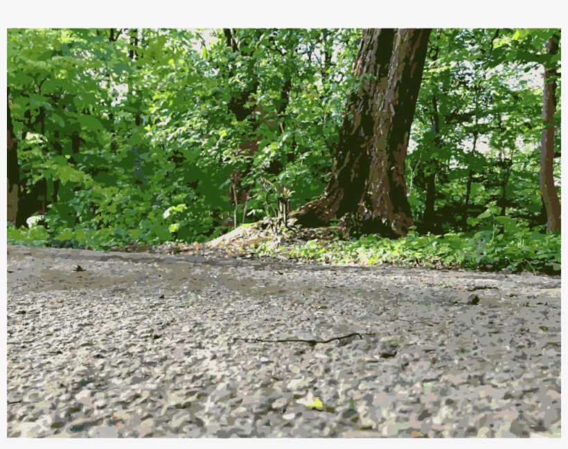 Nature Reserve Tree Soil Deciduous - Grove PNG Image | Transparent PNG ...