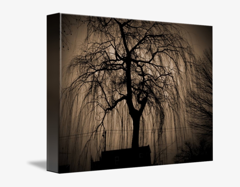 Weeping Willow Png PNG Images | PNG Cliparts Free Download on SeekPNG