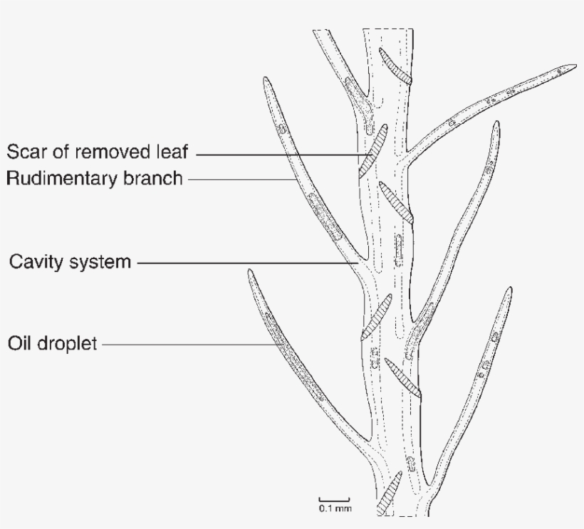 Moss Drawing Scientific - Line Art PNG Image | Transparent PNG Free ...