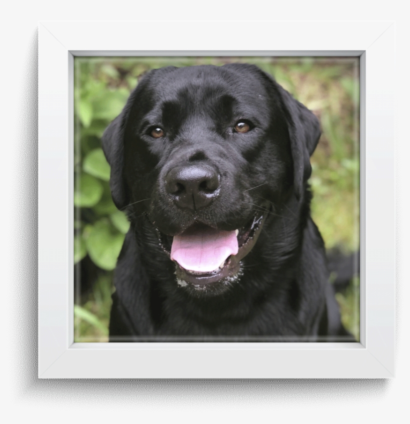 Ruff Photo Gallery - Labrador Retriever PNG Image | Transparent PNG ...