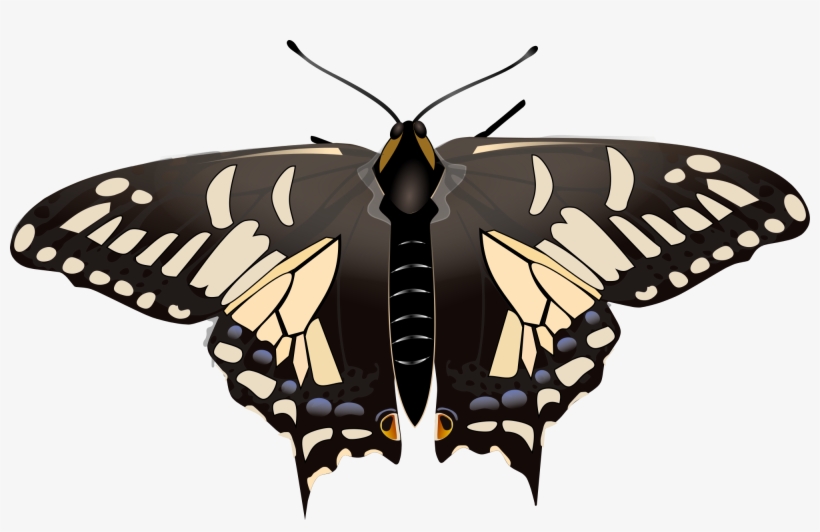 File - Anise Swallowtail - Svg - Wikimedia Commons - Swallowtails PNG ...