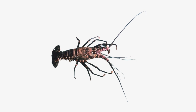Animals/ Fish/ Lobster - Western Conifer Seed Bug PNG Image ...