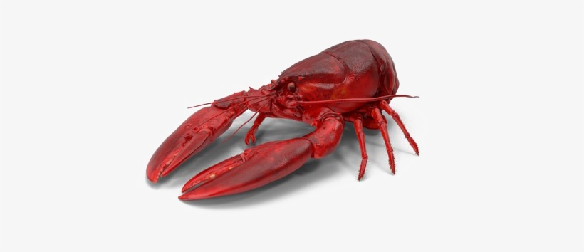 Lobster Png Image With Transparent Background - Lobster Psd PNG Image ...
