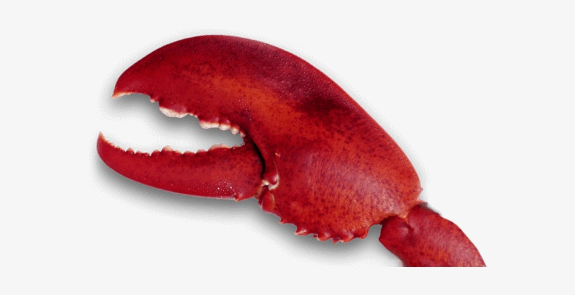 You Don't Need To Be A Mainer To Enjoy Maine Lobster - Lobster Arm Png ...