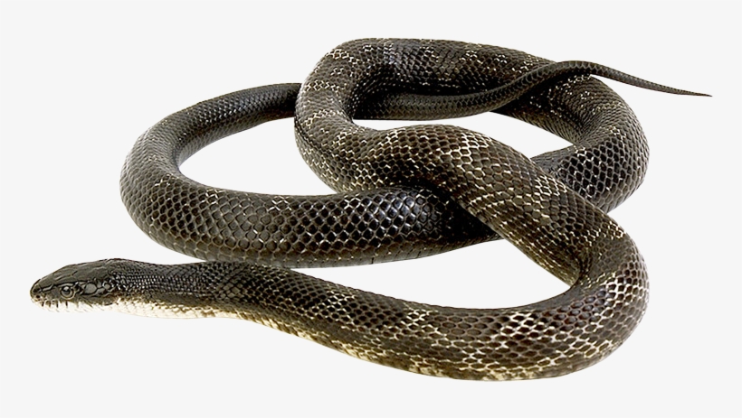 Snakes PNG Image | Transparent PNG Free Download on SeekPNG