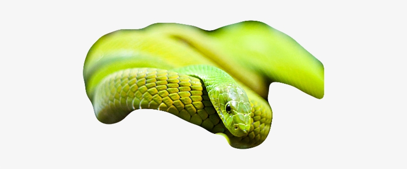 Green Green Snake Png Snake Soso Phist Soso-phist Sosophist - Western ...