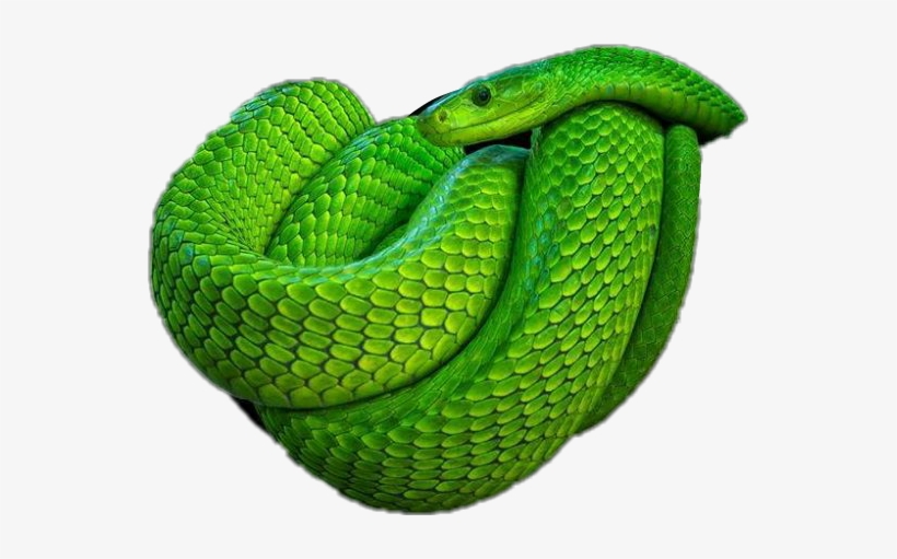 #snakes#sticker #snake #green - Poisonous Green Snake PNG Image ...