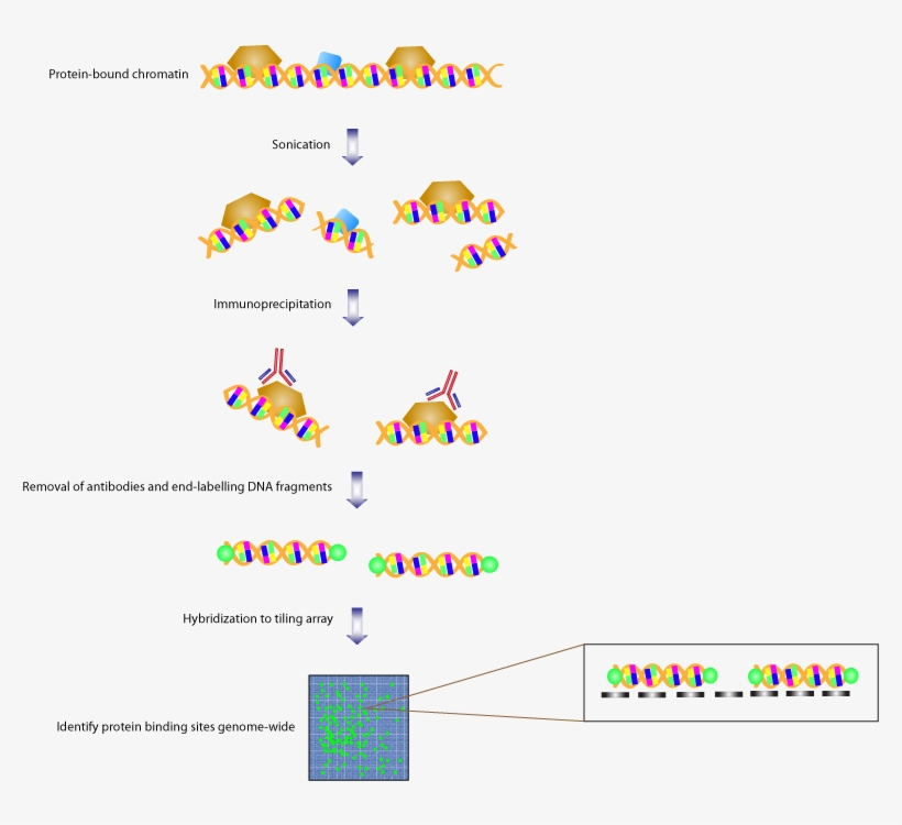 Chromatin Fig 2 - Chromatin Immunoprecipitation PNG Image | Transparent ...