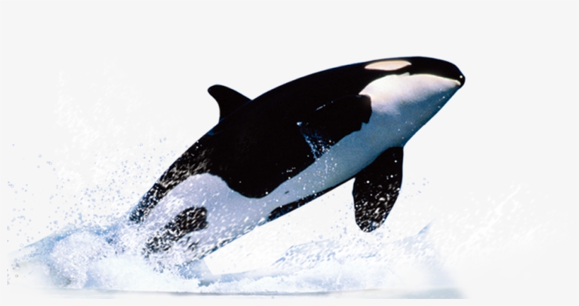 Whales PNG Image | Transparent PNG Free Download on SeekPNG