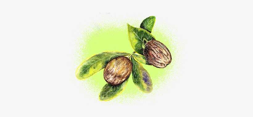 Organic Shea Butter - Shea Butter Png Watercolor PNG Image ...