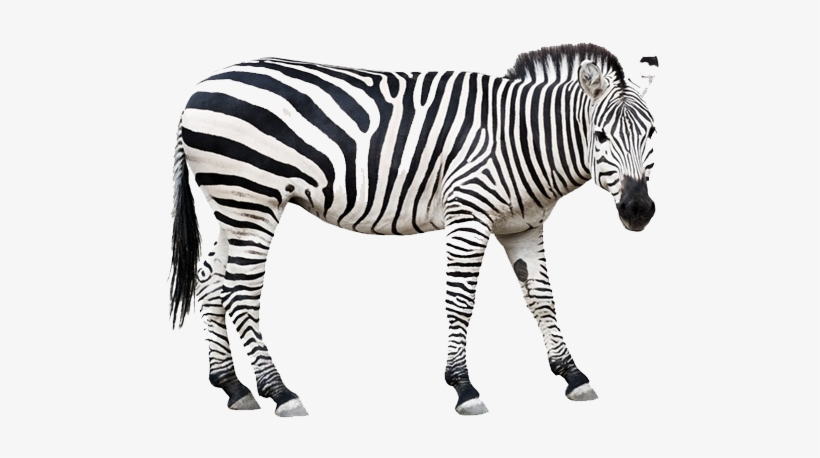 Zebra Png PNG Image | Transparent PNG Free Download on SeekPNG